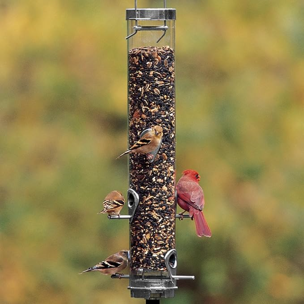 10 Fun Ways to Attract Birds to Your Backyard (with Amazon Picks ...